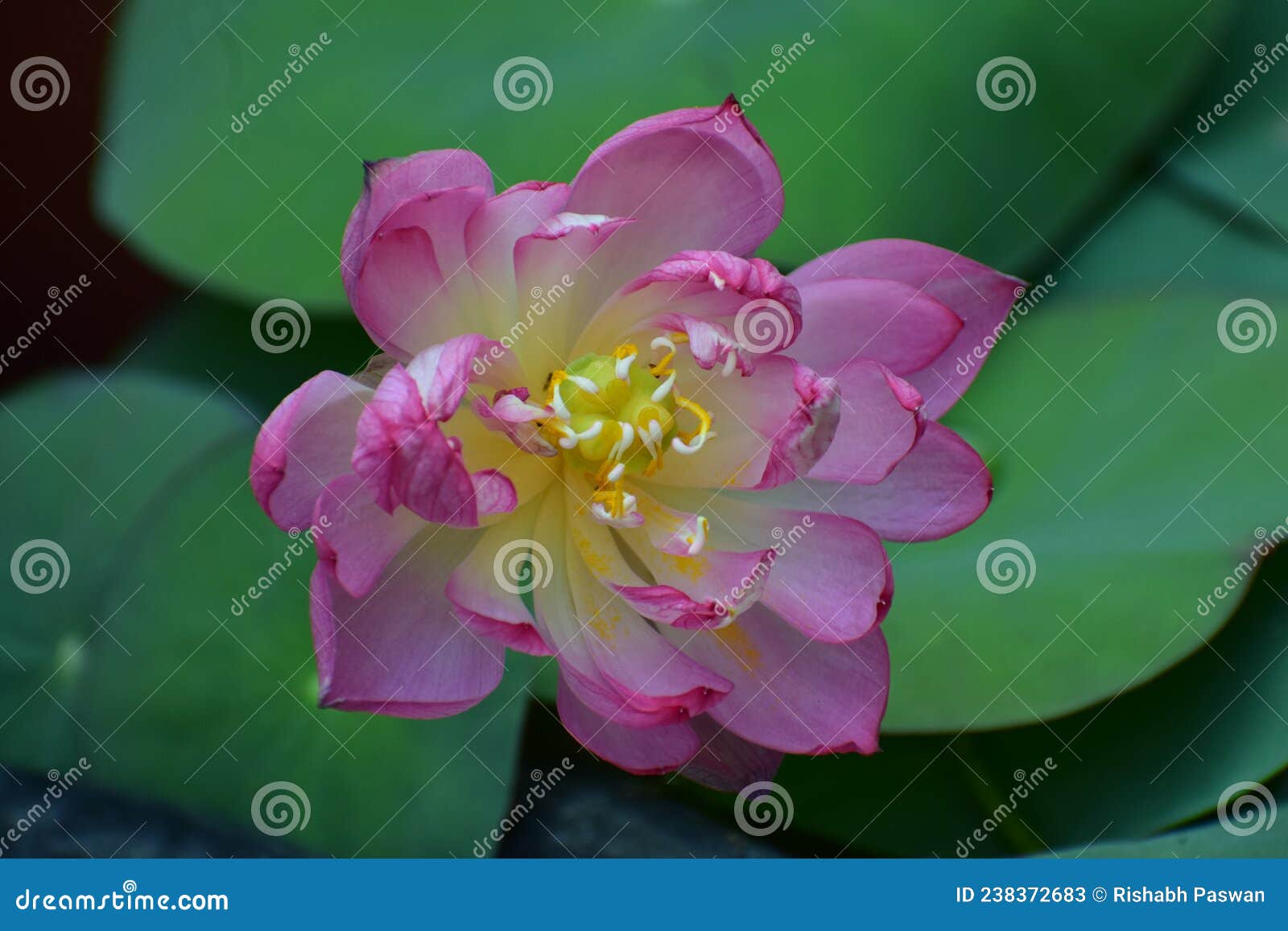 Lotus variety Little rain stock image. Image of tulip - 238372683