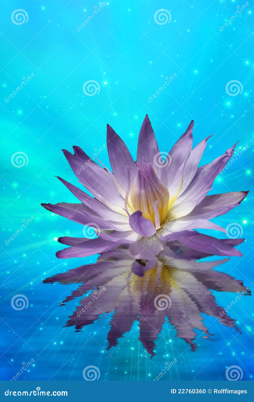Lotus on Water stock illustration. Illustration of flowers - 22760360