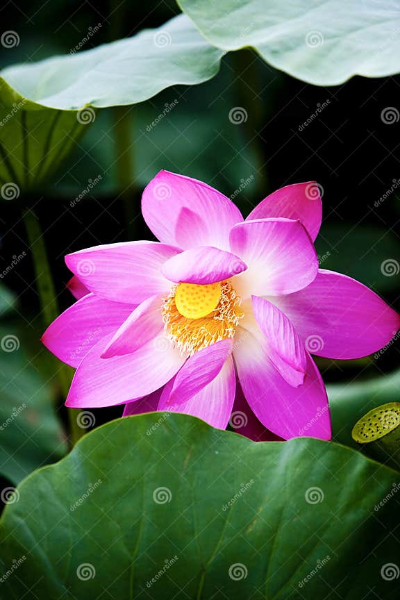 Lotus in Water stock image. Image of natural, flora, plant - 25219455