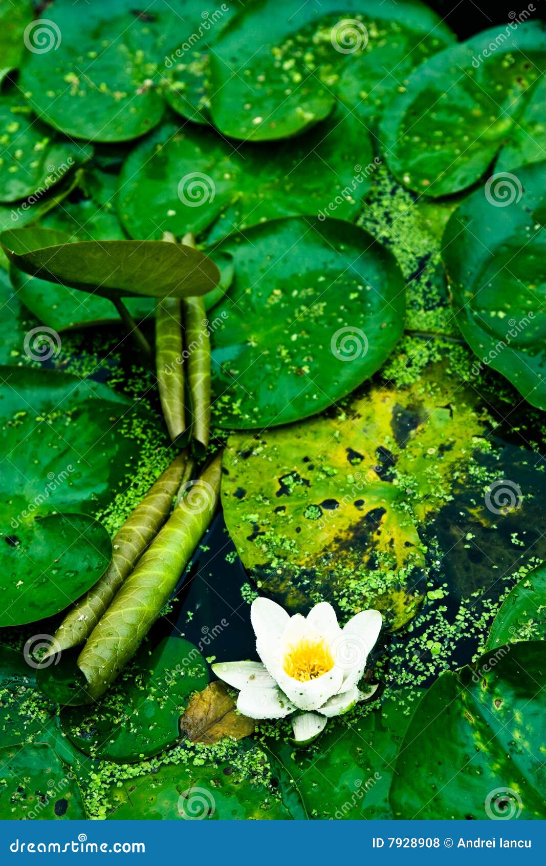 Lotus on water stock photo. Image of aquatic, float, beauty - 7928908