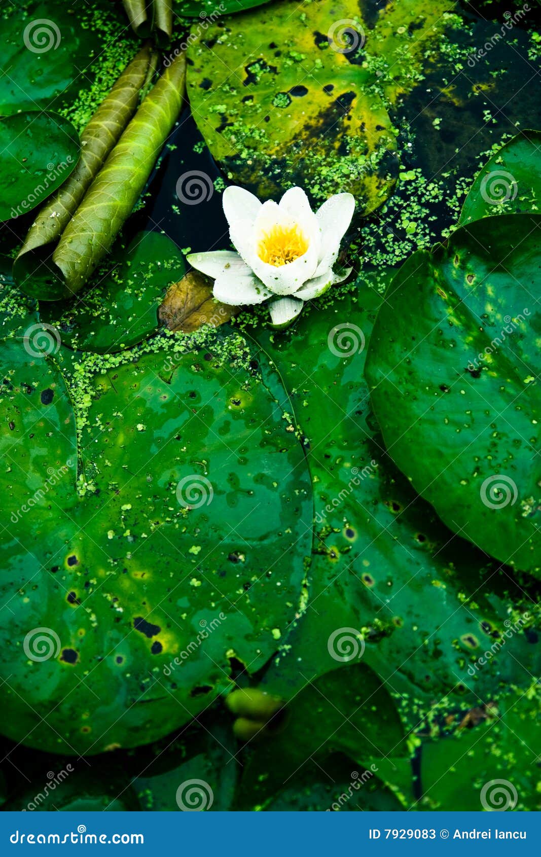 Lotus on water stock image. Image of background, bloom - 7929083