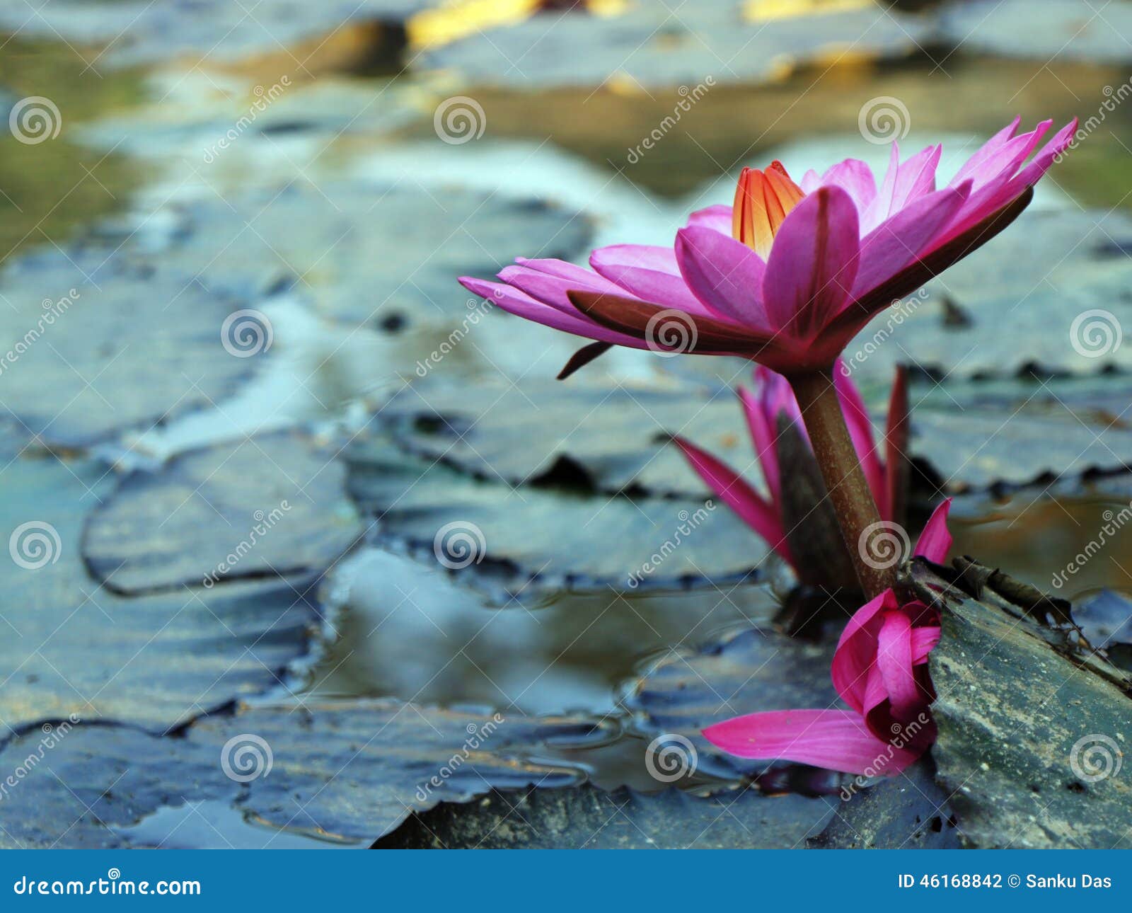Lotus on the Water on a Beautiful Morning Stock Photo - Image of light ...