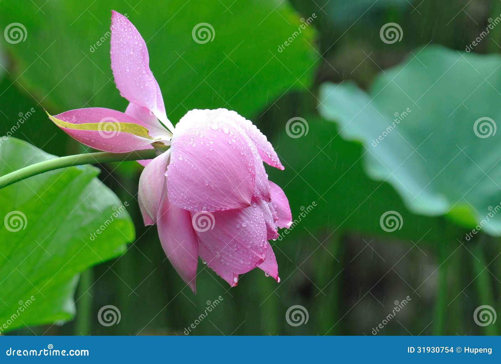 Lotus with water drops stock photo. Image of color, colorful - 31930754
