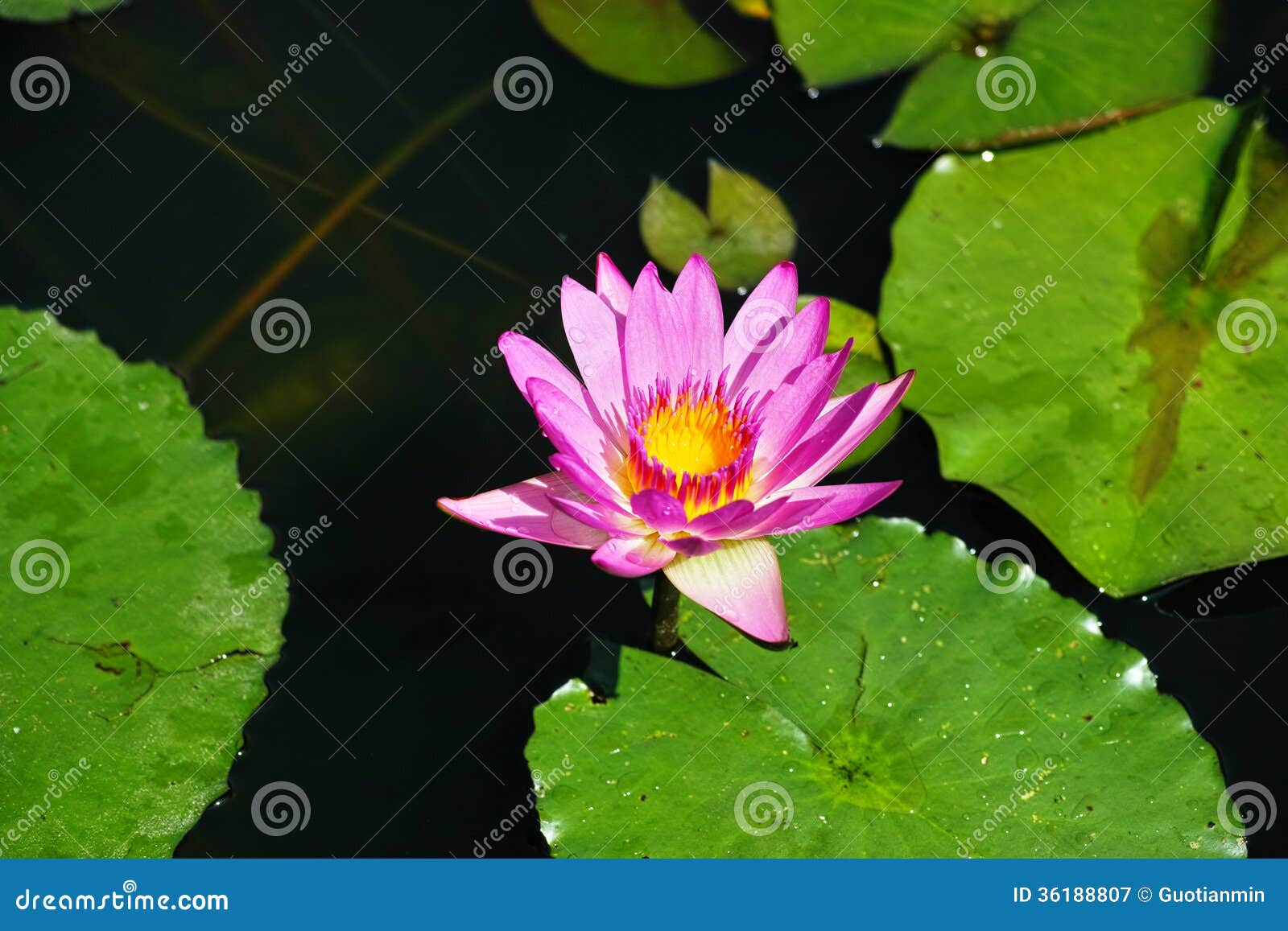 Lotus Water Lily imagem de stock. Imagem de folha, azul - 36188807