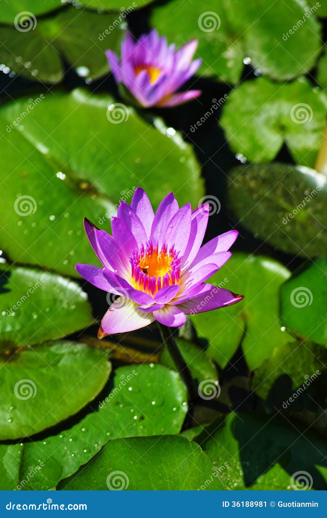 Lotus Water Lily imagen de archivo. Imagen de porcelana - 36188981