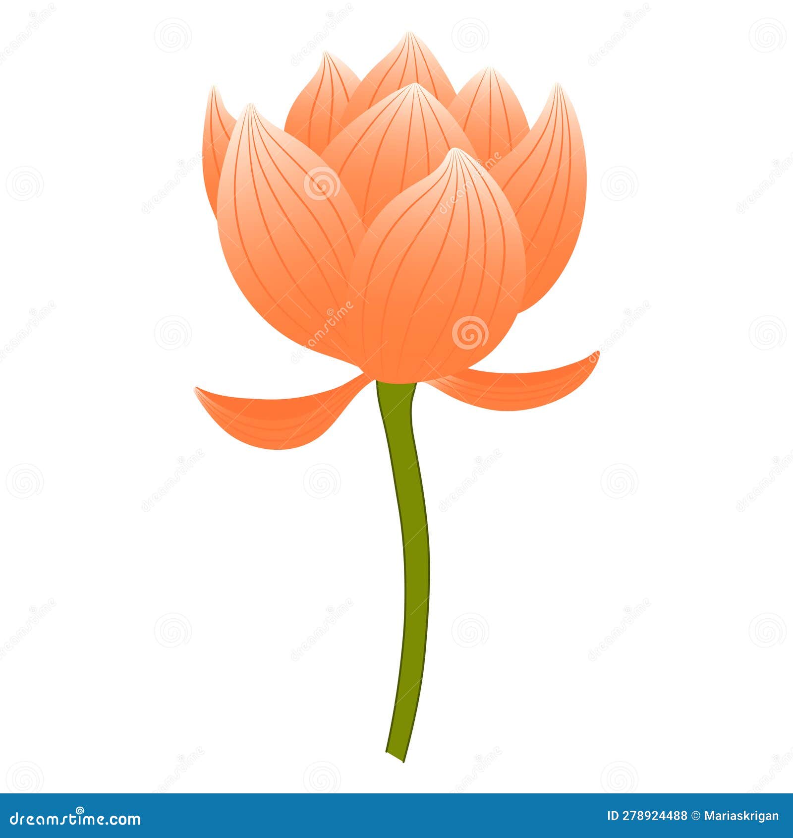 Lotus Water Lily Flower Hand Drawn Illustration Stock Vector Illustration Of Lily Stalk