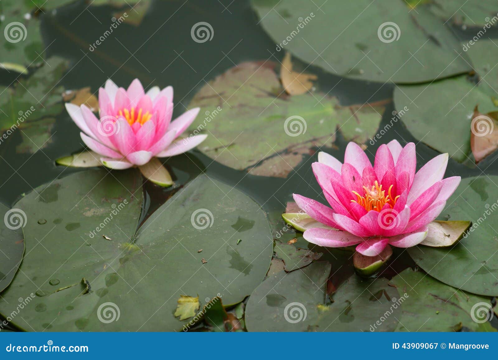 Lotus water lily flower stock image. Image of summer - 43909067