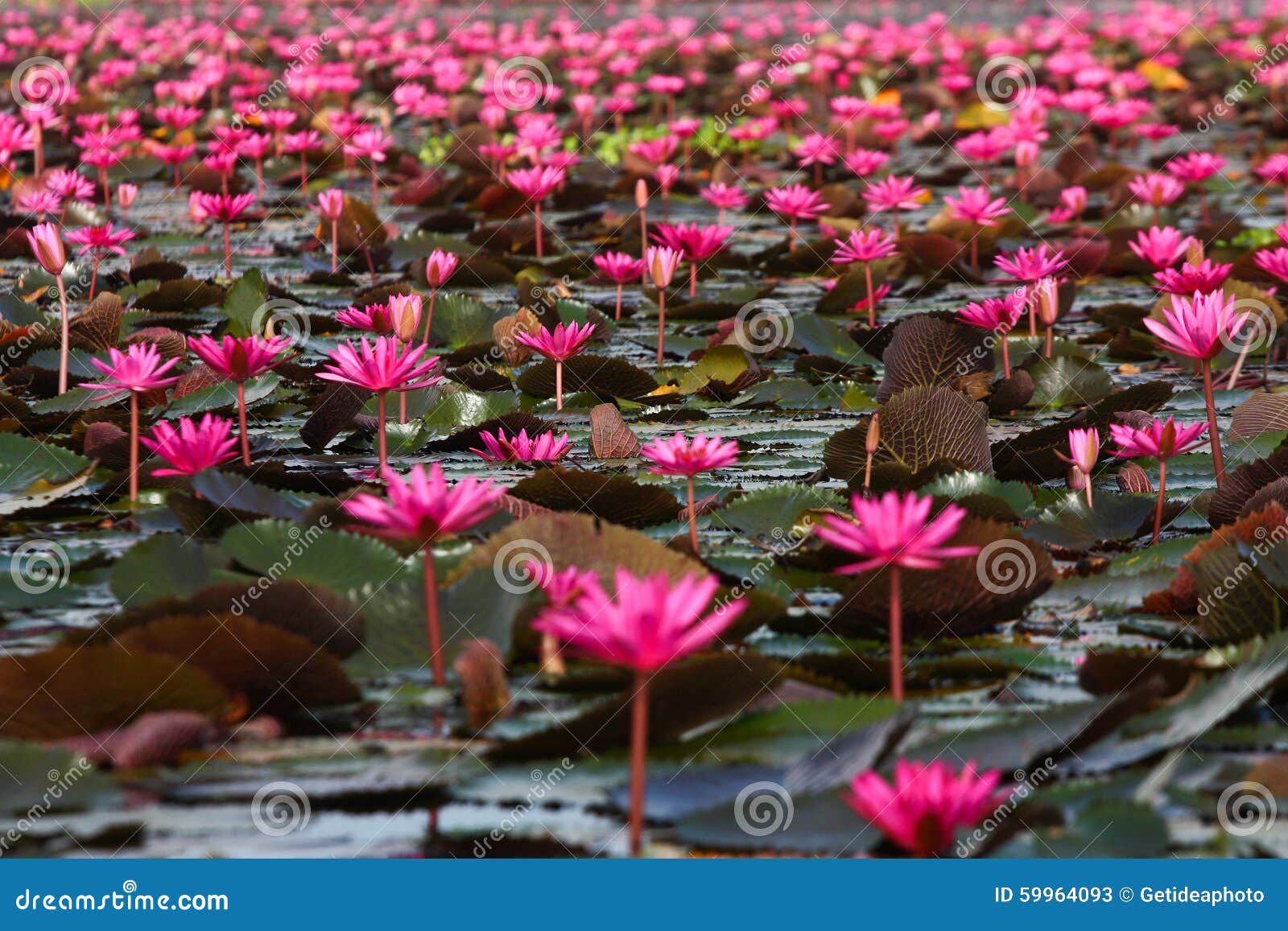 Lotus stock image. Image of abstract, freshness, blooming - 59964093