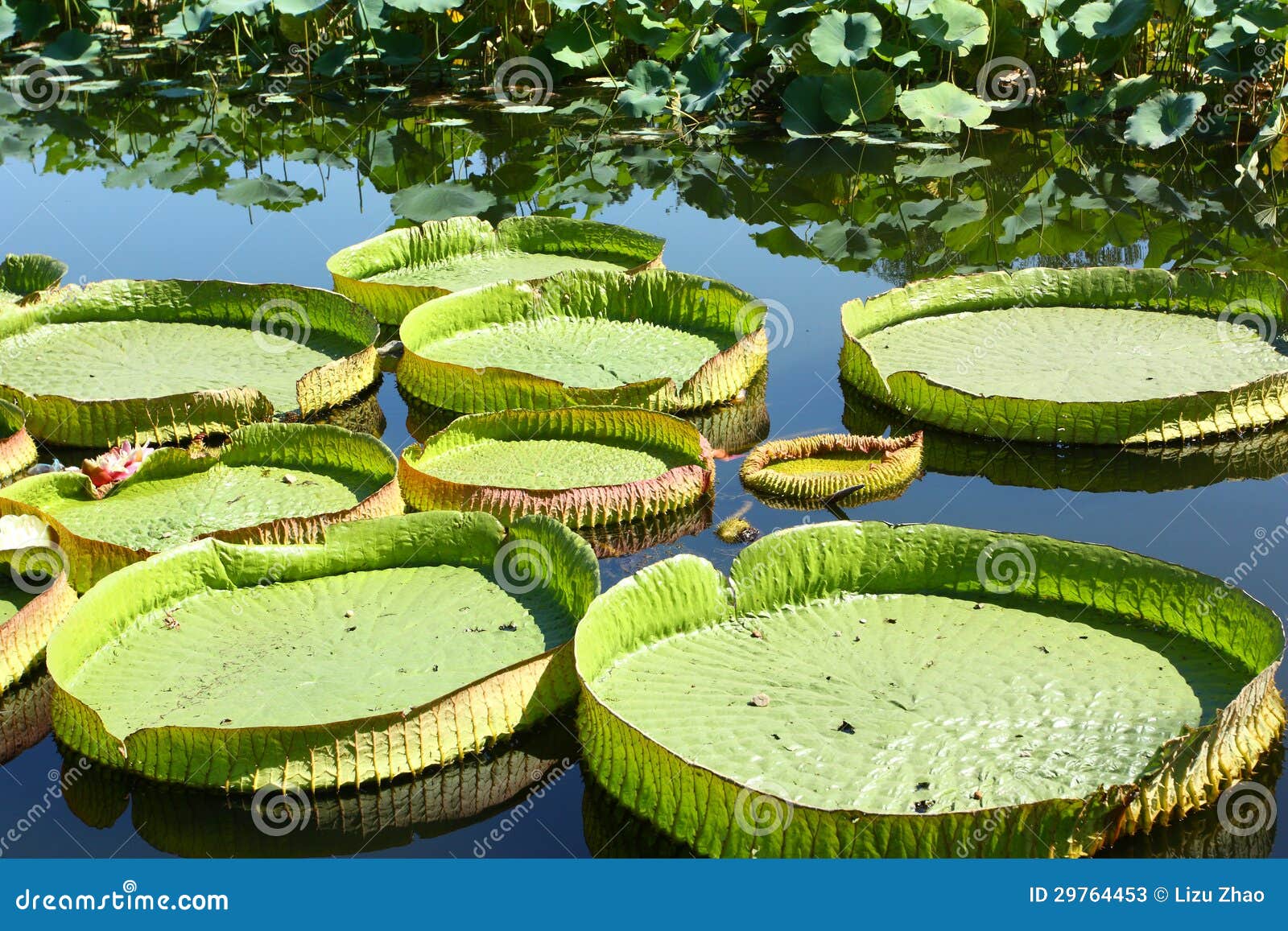 Lotus stock image. Image of lotus, lake, platters, outdoor - 29764453