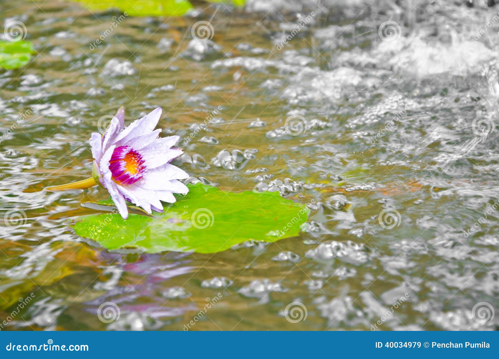 Lotus in water stock image. Image of flower, innocence - 40034979