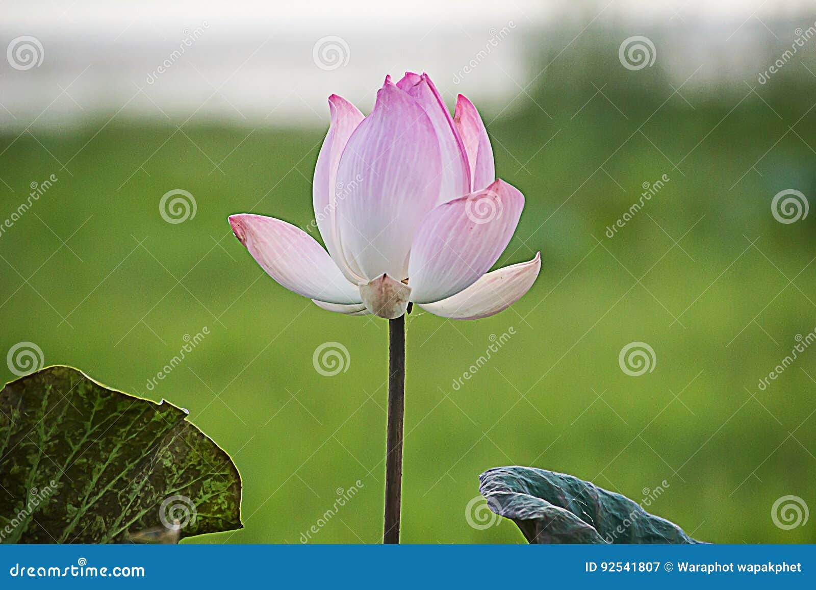Lotus stock image. Image of water, green, white, woter - 92541807
