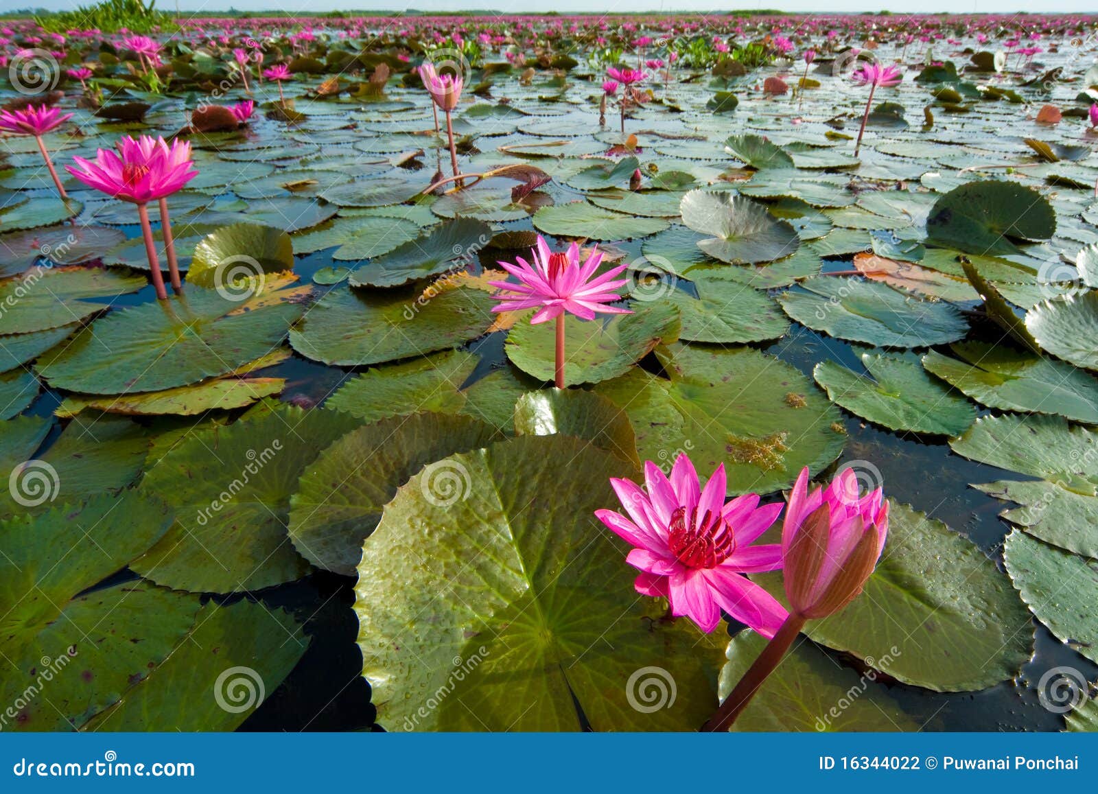 Lotus, wetlands stock photo. Image of buddhism, forest - 16344022