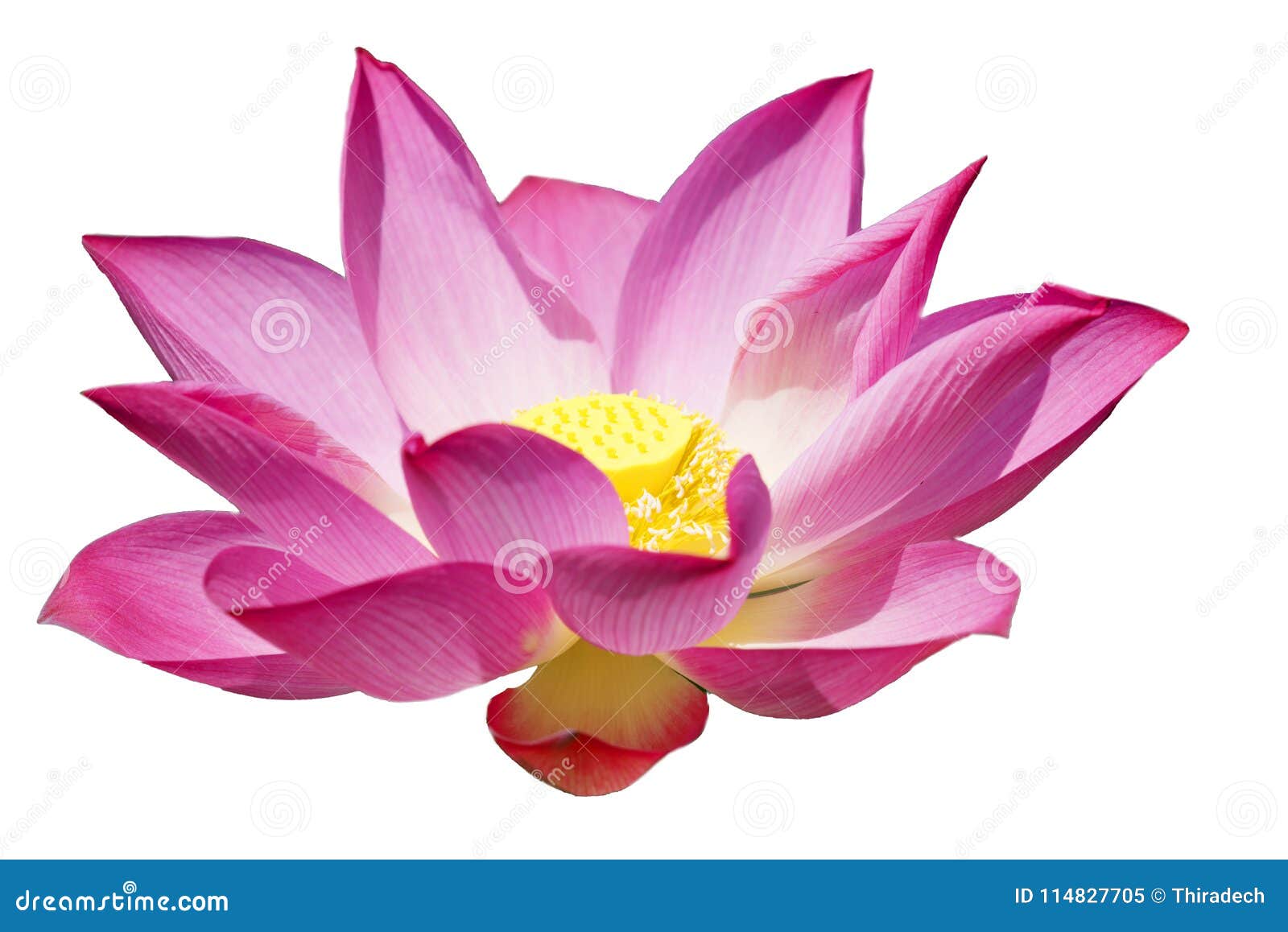 Lotus white backdrop stock image. Image of white, collection - 114827705