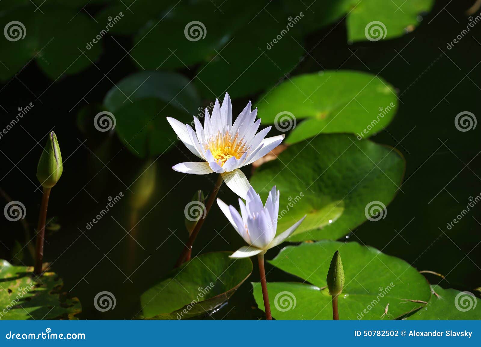 Lotus stock photo. Image of waterlily, asien, exotic - 50782502