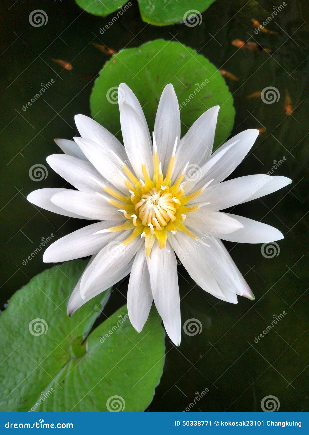 Lotus stock image. Image of flower, garden, whitelotus - 50338771