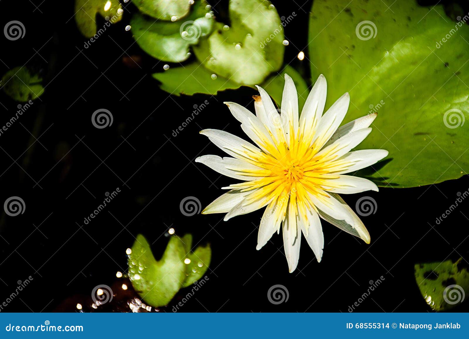 Lotus yellow stock photo. Image of environment, park - 68555314