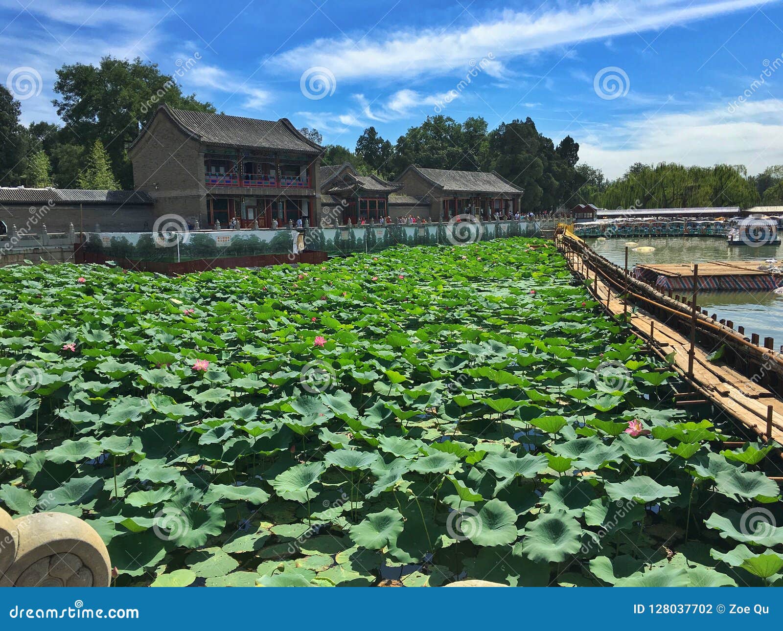 The Lotus Flower: in the Summer Palace Beijing, China Stock Photo ...