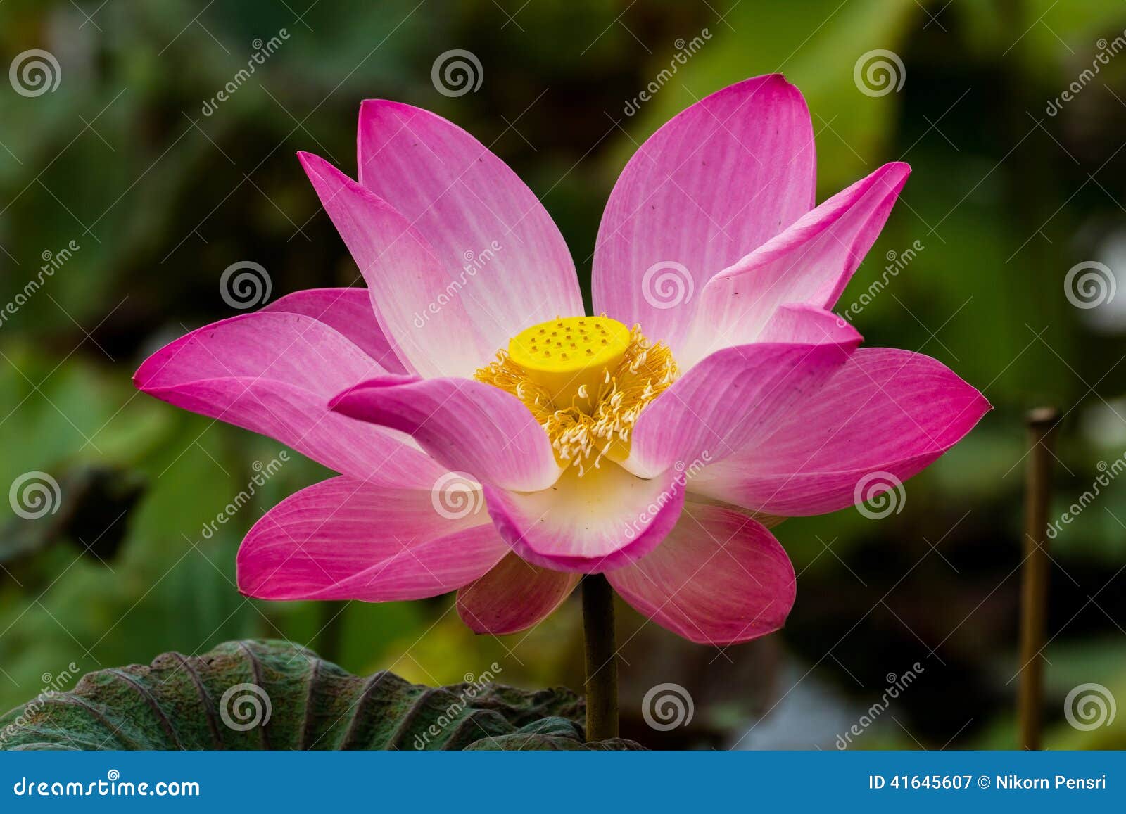 Lotusbloem stock afbeelding. Afbeelding bestaande uit lotusbloem - 41645607