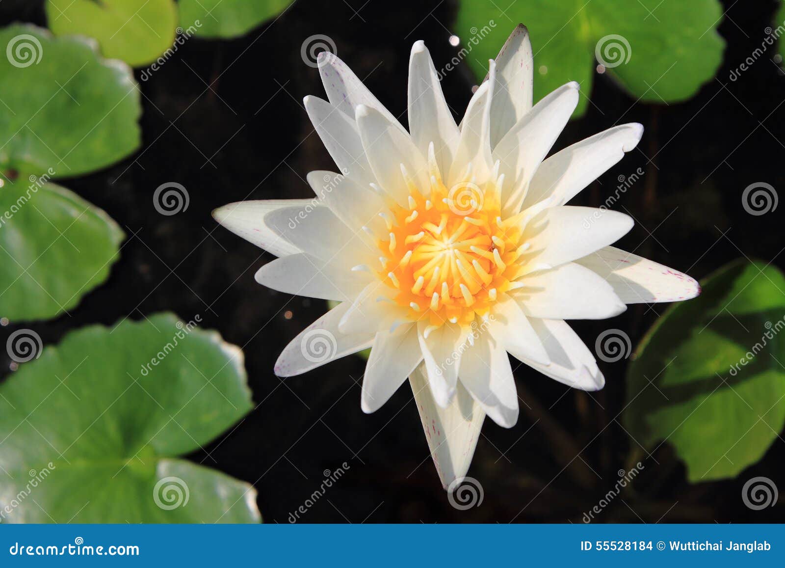 Lotusbloem stock foto. Afbeelding bestaande uit bloei - 55528184