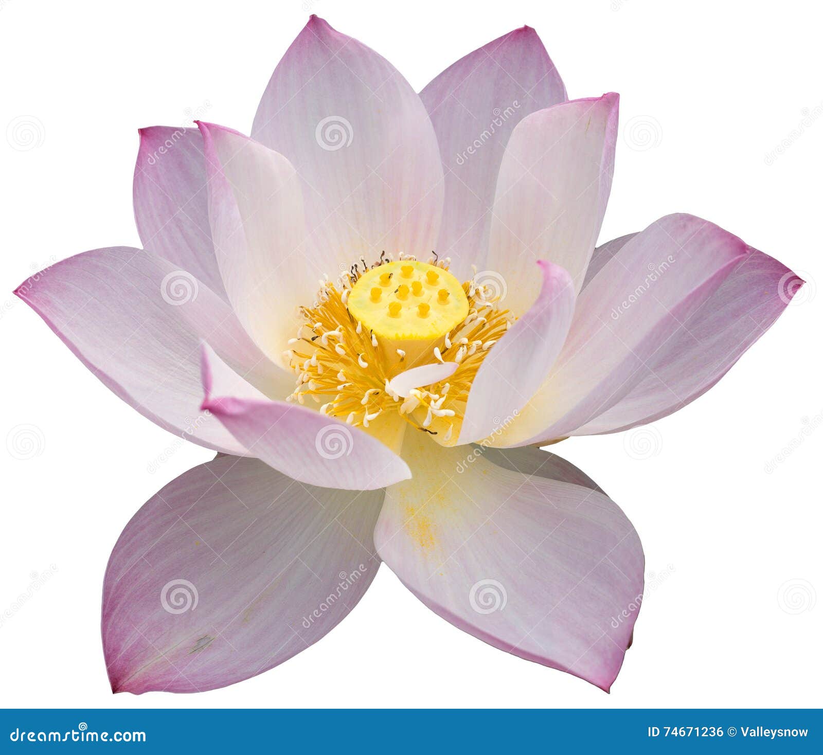 Lotusbloem stock foto. Afbeelding bestaande uit tuin - 74671236