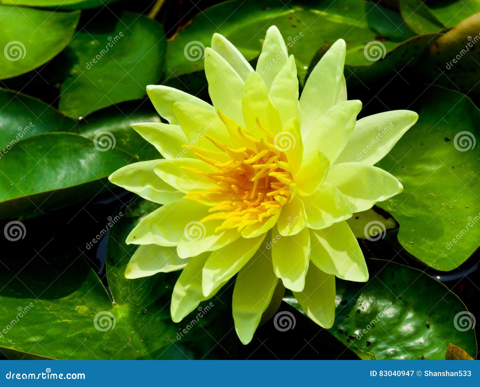 Lotusbloem het groeien stock afbeelding. Image of museum - 83040947