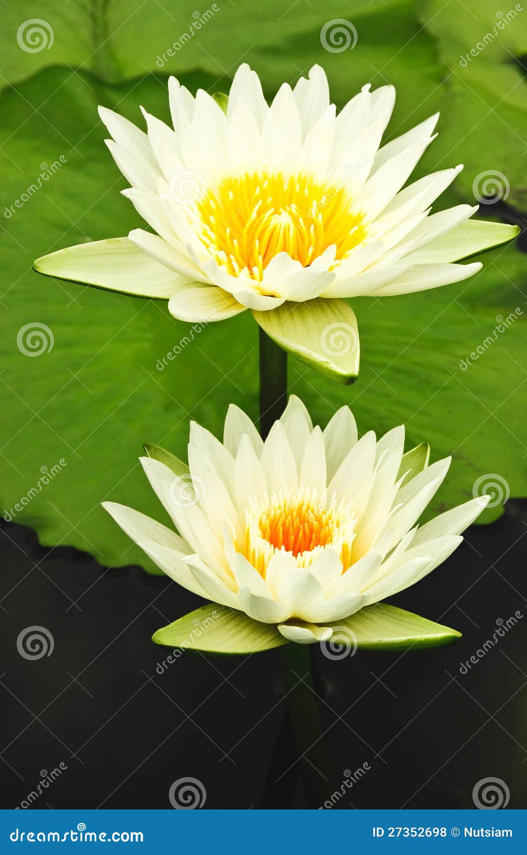 Lotusblommablomma arkivfoto. Bild av fuktighet, dofta - 27352698