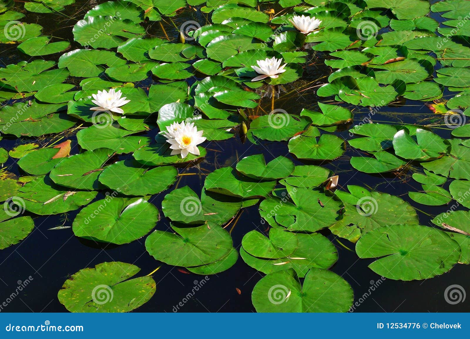 Lotuses stock photo. Image of asia, lotuses, park, blooming - 12534776