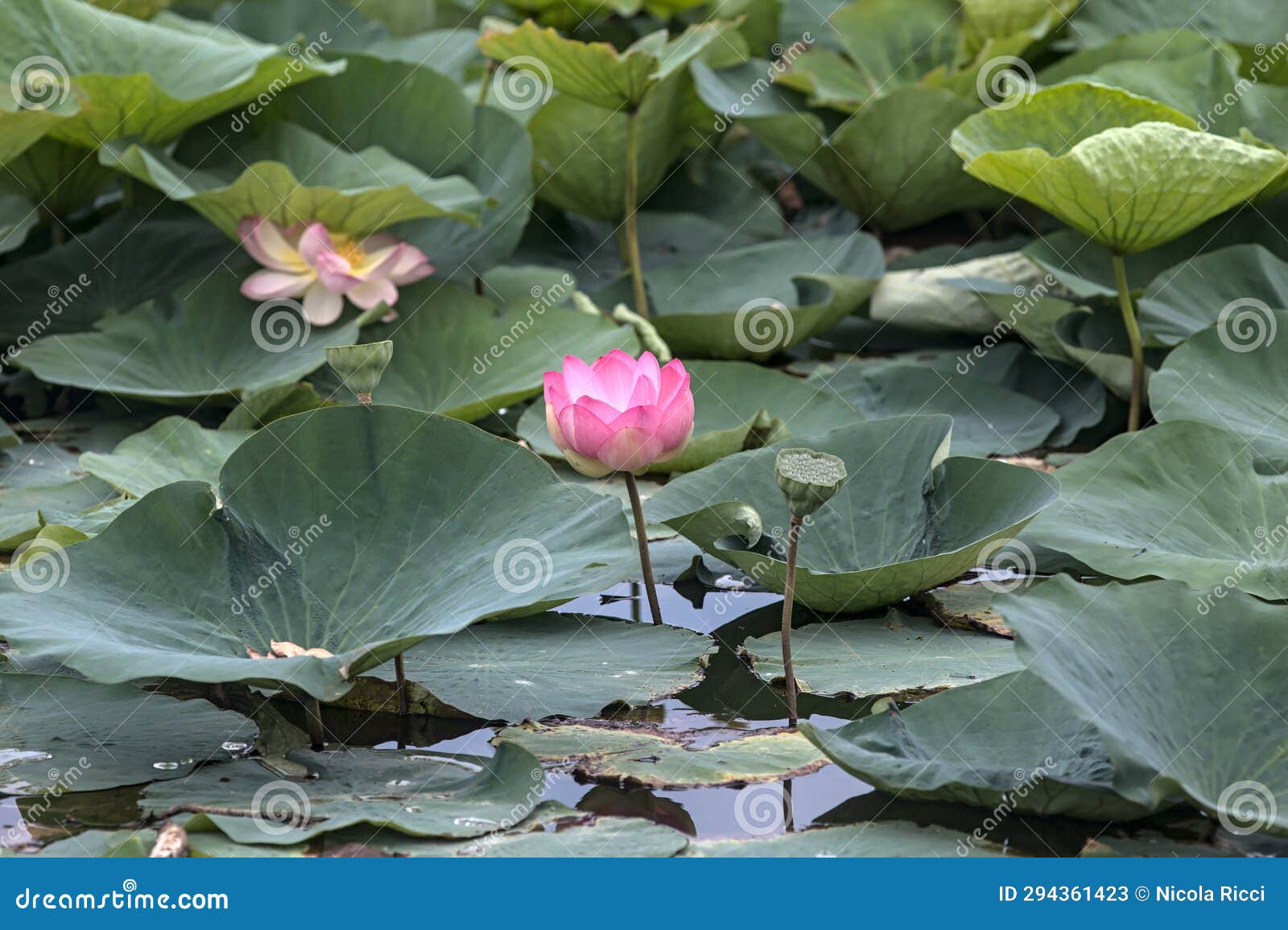 Lotuses in Bloom by the Lakeshore Stock Image - Image of flower, plant ...