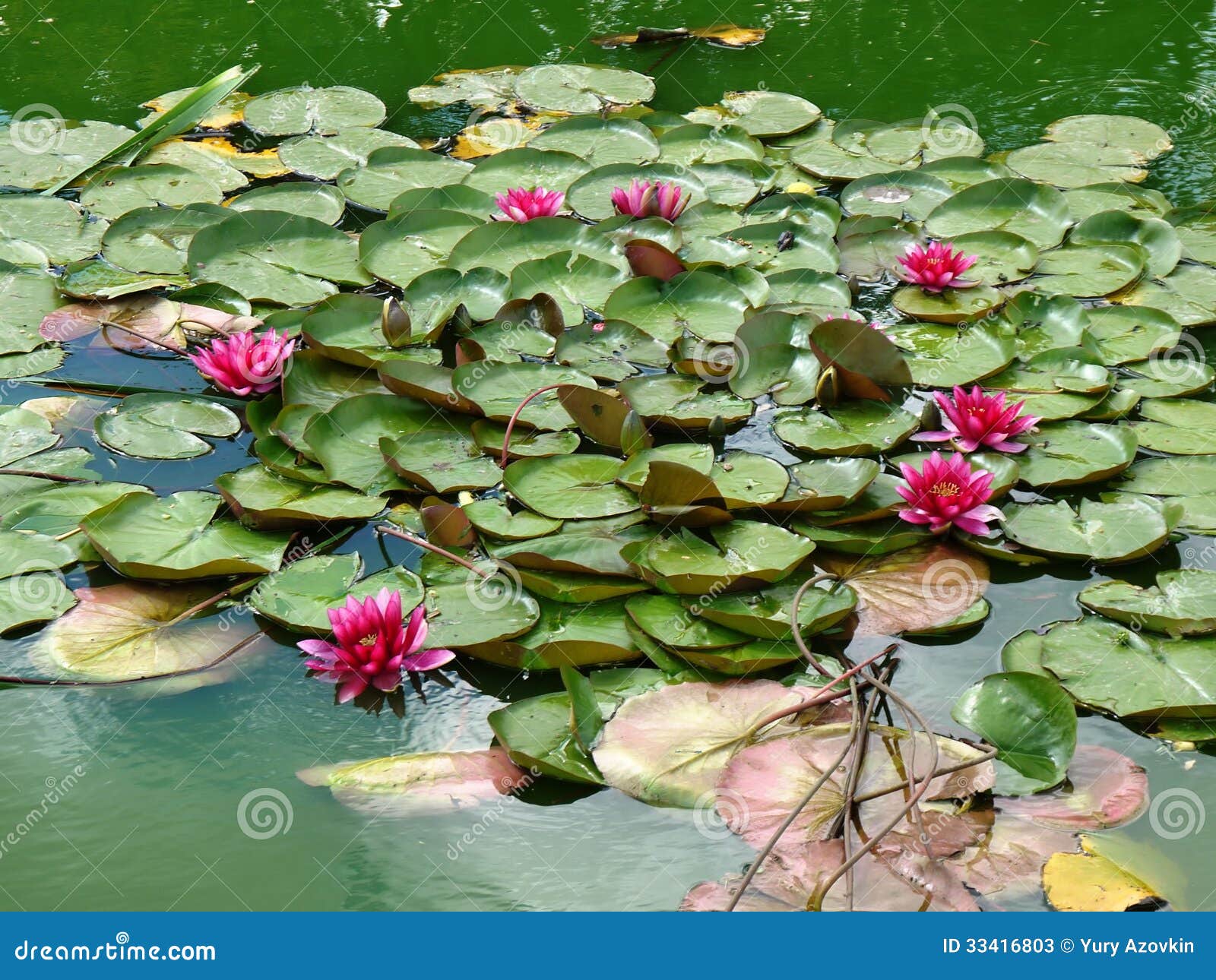 Lotuses. stock image. Image of green, petals, flower - 33416803