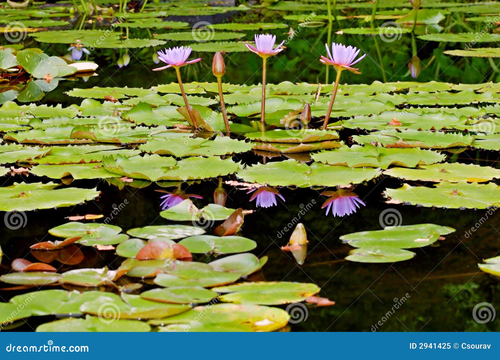 Lotuses in the pond stock image. Image of lotus, leaf - 2941425