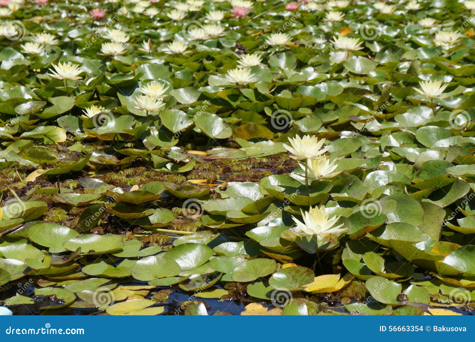 Lotuses in the pond stock photo. Image of pond, bloom - 56663354