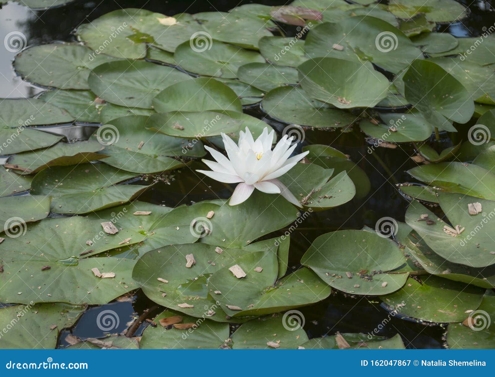 Lotuses on the Water, Water Lilies on the Lake Stock Image - Image of ...