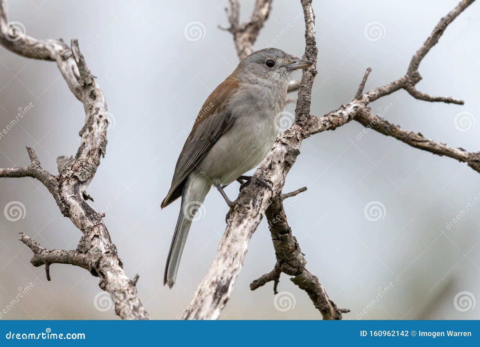 Grey Shrike-Thrush in Australia Stock Photo - Image of endemic ...