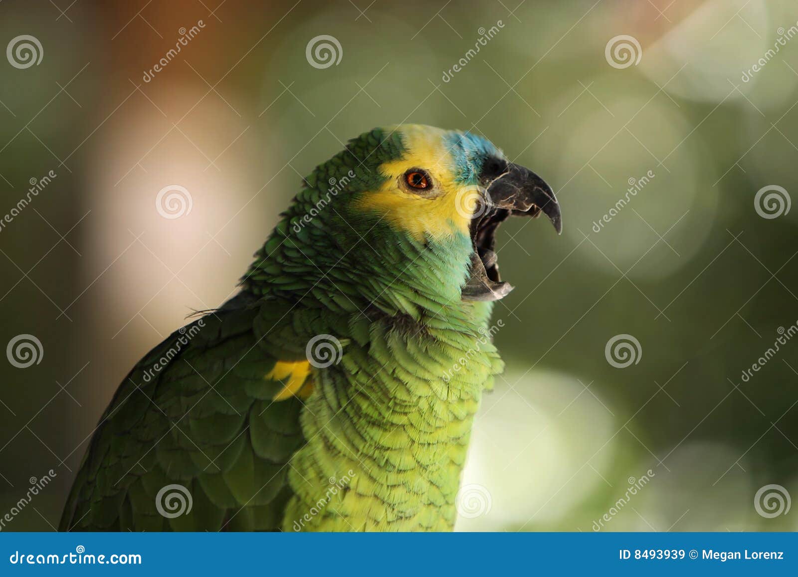 Loud Mouth stock image. Image of closeup, background, wildlife - 8493939
