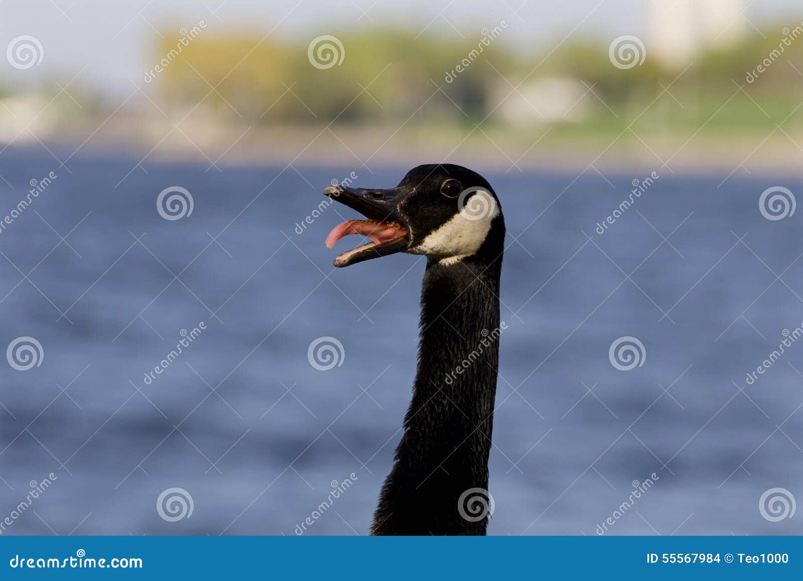 Loud Scream Of Scared Frighten Man Royalty-Free Stock Image ...