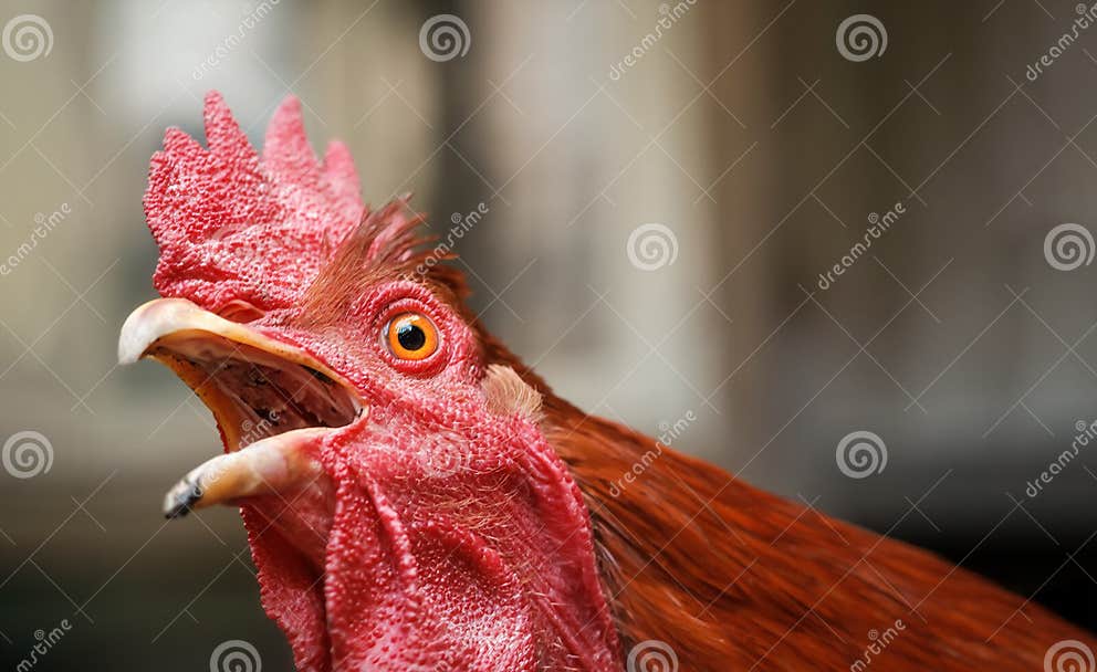 Loud screaming rooster stock photo. Image of farming - 219308916
