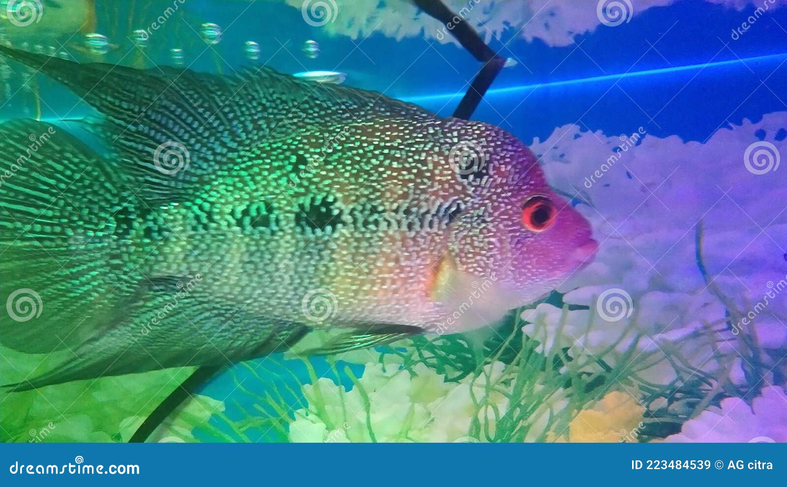 Beautiful Louhan Fish in a Beautiful Minimalist Aquarium Stock Image ...