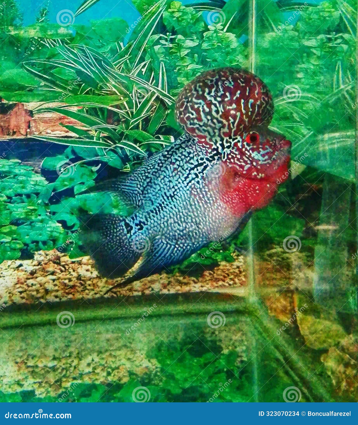 Louhan fish stock photo. Image of beautiful, louhan - 323070234