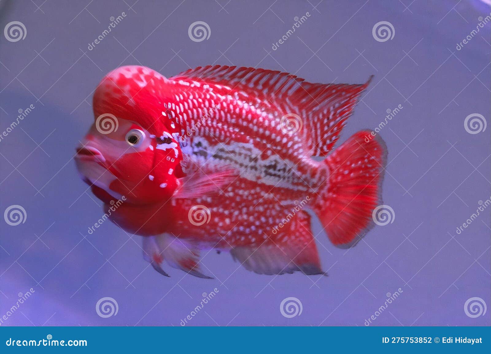 Louhan Ornamental Fish Type Kamfa Stock Photo - Image of louhan ...