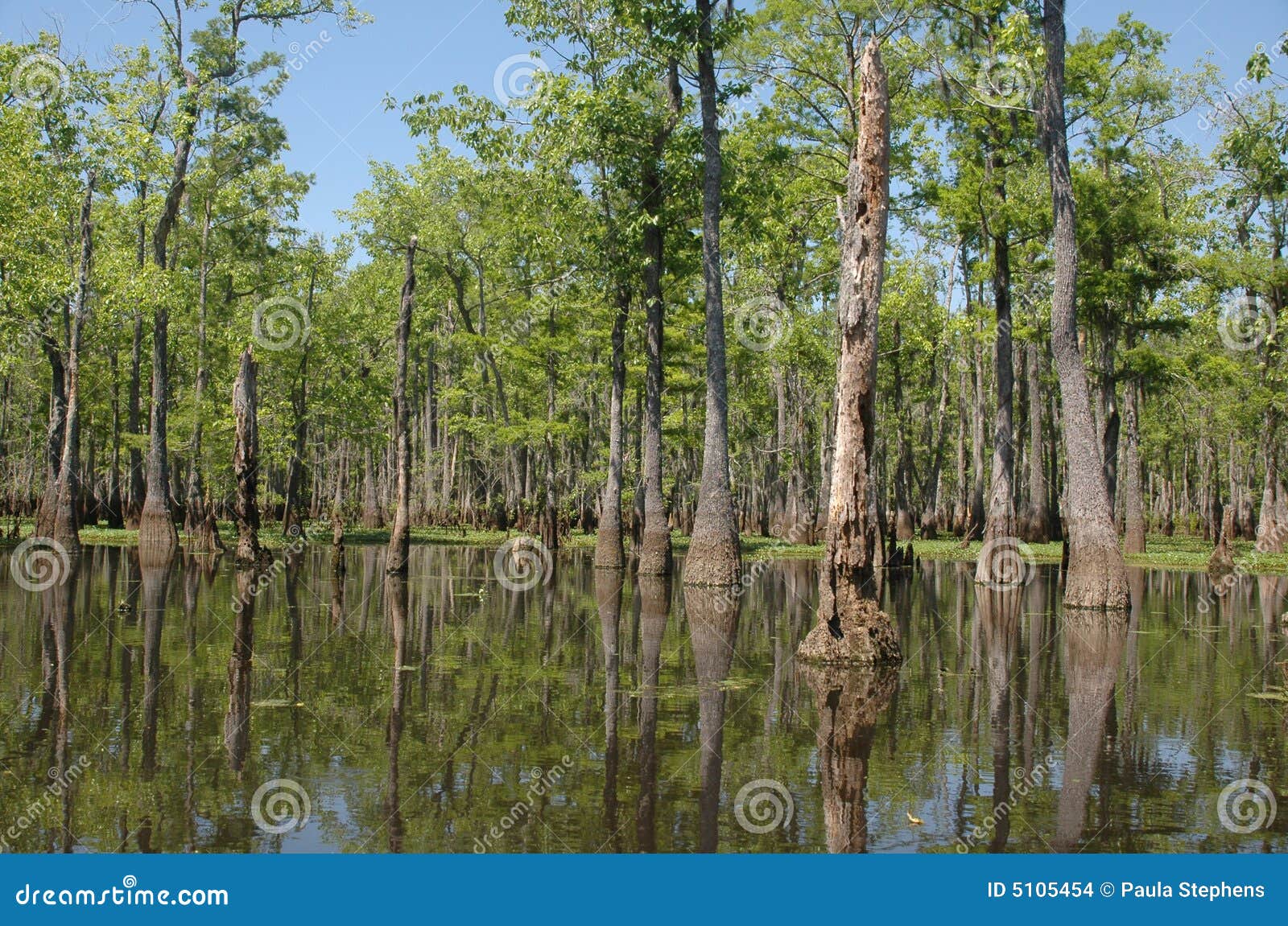 Louisiana Bayou stock photo. Image of trees, plants, cyprus - 5105454