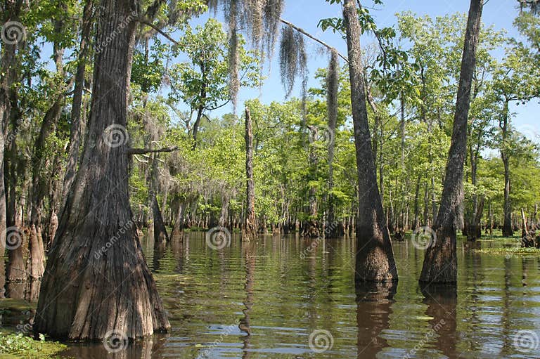 Louisiana Bayou stock photo. Image of swamp, lush, nature - 5105478