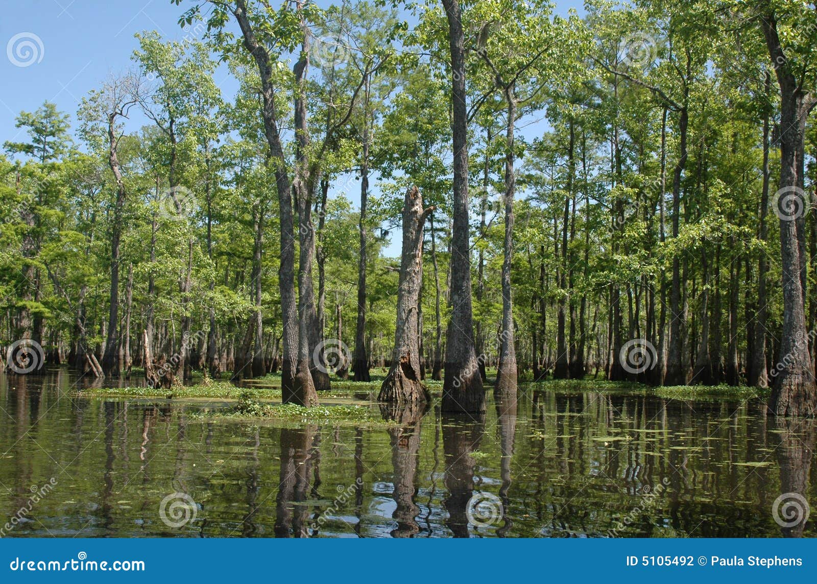 Louisiana Bayou stock photo. Image of trees, water, louisiana - 5105492