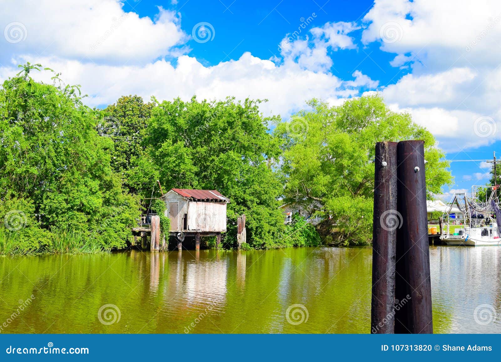 Louisiana Bayou Scene stock photo. Image of coast, louisiana - 107313820