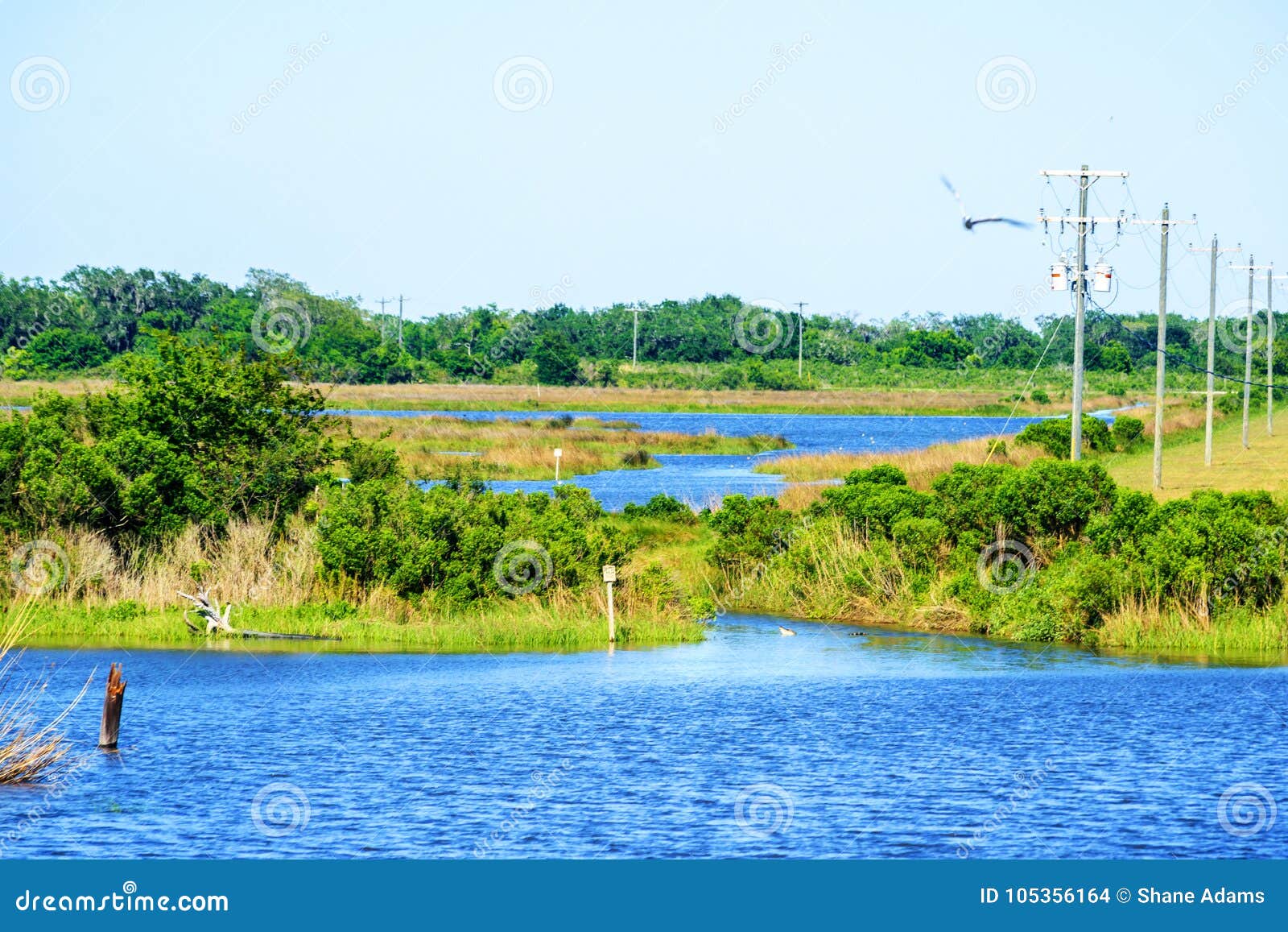Louisiana Bayou stock photo. Image of bayou, marsh, water - 105356164