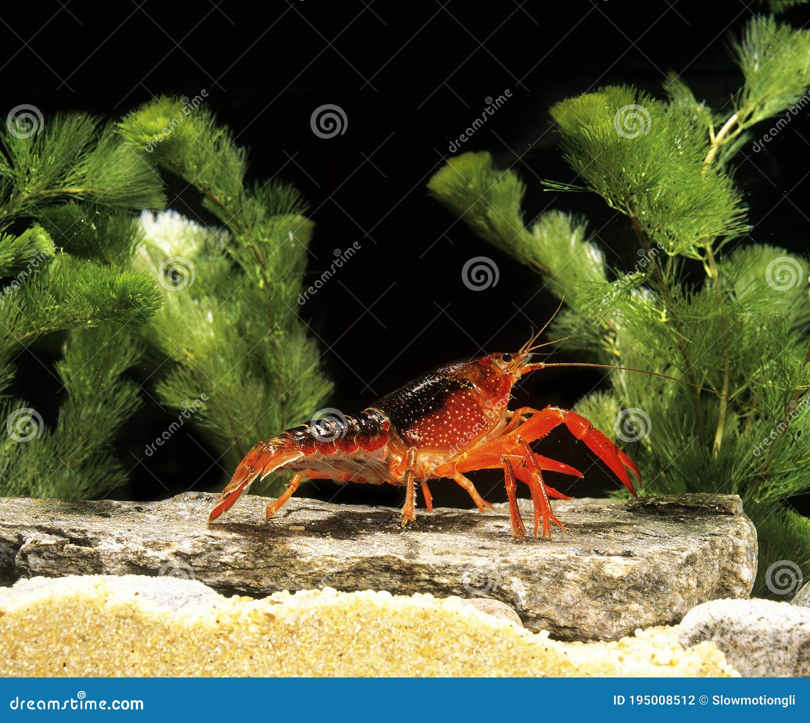 Louisiana Crayfish, Procambarus Clarkii Stock Photo - Image of clarkii ...
