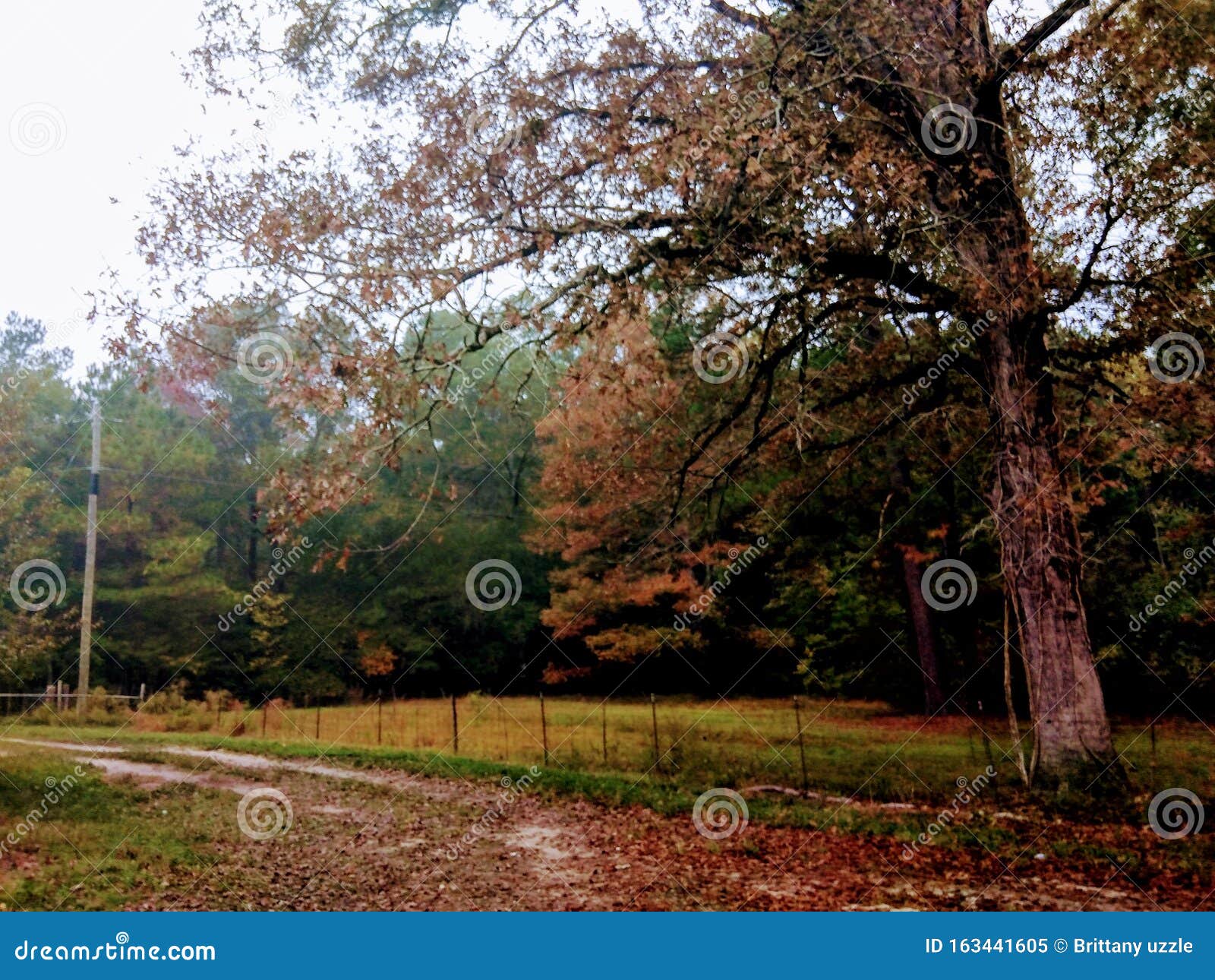 Louisiana in the fall stock image. Image of louisiana - 163441605