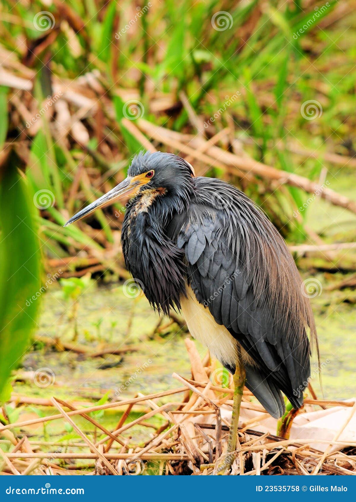 Louisiana Heron Bird stock photo. Image of wetland, bird - 23535758