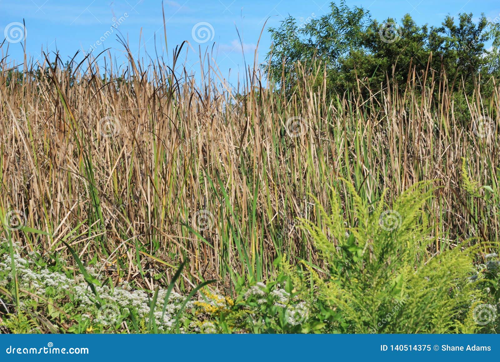 Louisiana Marsh Grass stock image. Image of nature, wetlands - 140514375