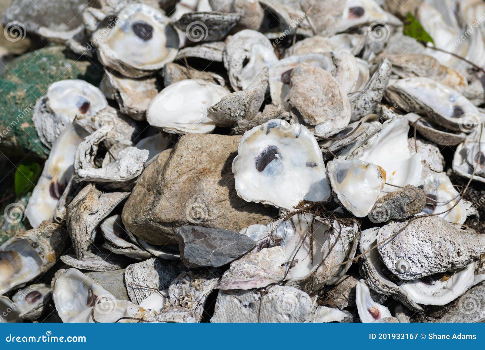 Louisiana Oyster Shells stock image. Image of shells - 201933167
