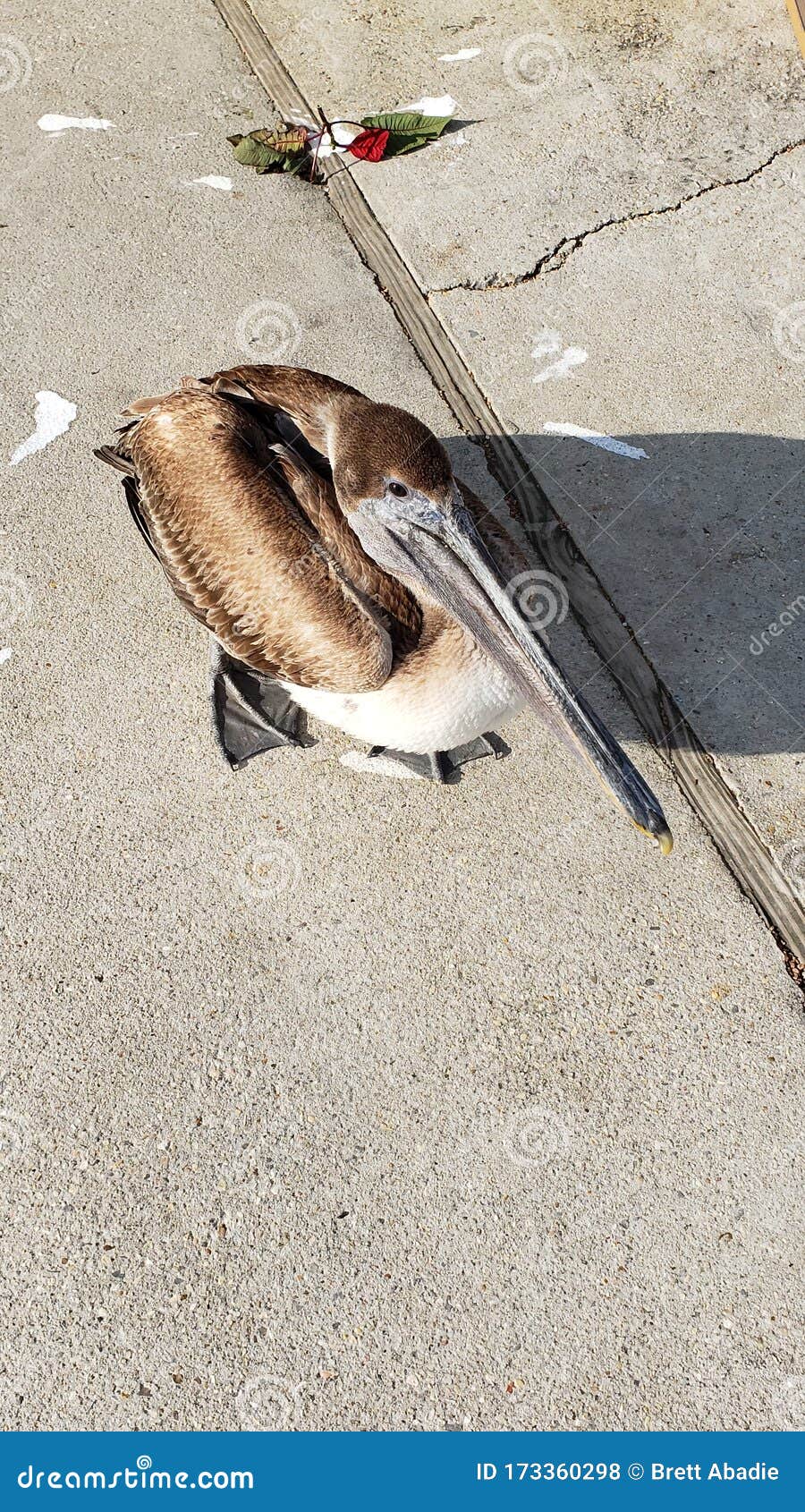 Louisiana State Bird Brown Pelican Stock Photo - Image of pelican, bird ...